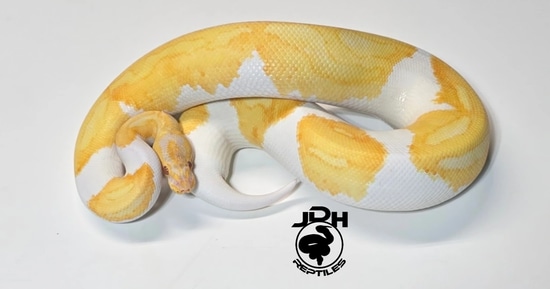 Dreamsicle Ball Python by JDH Reptiles