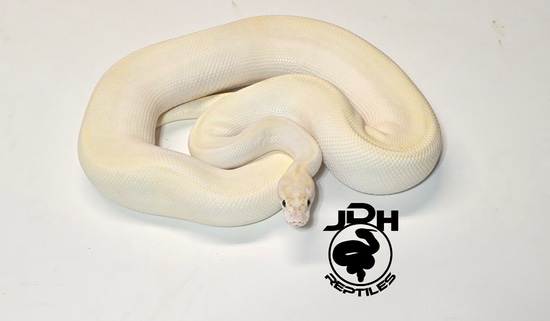 Ivory Pos Pastel/Acid/Spotnose Ball Python by JDH Reptiles