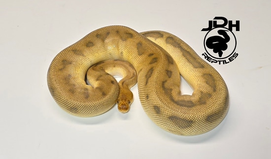 Redstripe Leopard G-Stripe Clown Ball Python by JDH Reptiles
