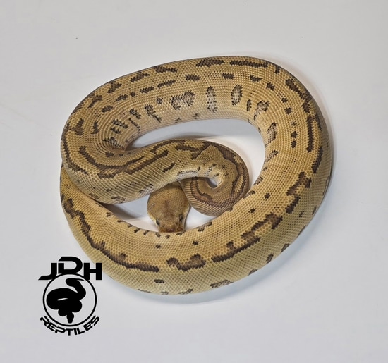 Mystic Leopard Pinstripe Clown Ball Python by JDH Reptiles