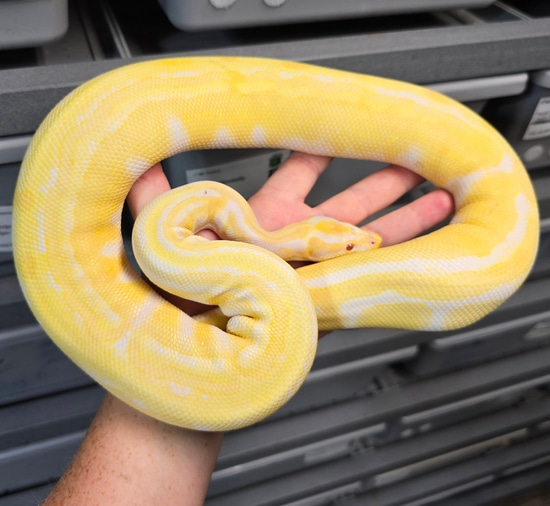 Albino Tri-Stripe Ball Python by JDH Reptiles