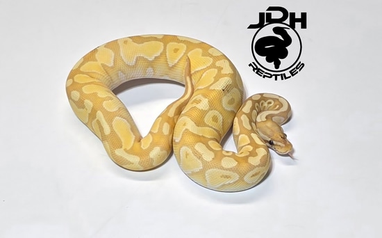 Coralglow Orange Dream Lesser Het Sunset Ball Python by JDH Reptiles