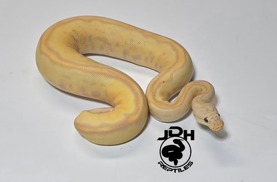 Pastel Coralglow Leopard Clown Ball Python by JDH Reptiles