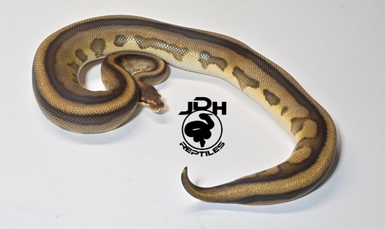 Redstripe Leopard G-Stripe Het Clown Ball Python by JDH Reptiles