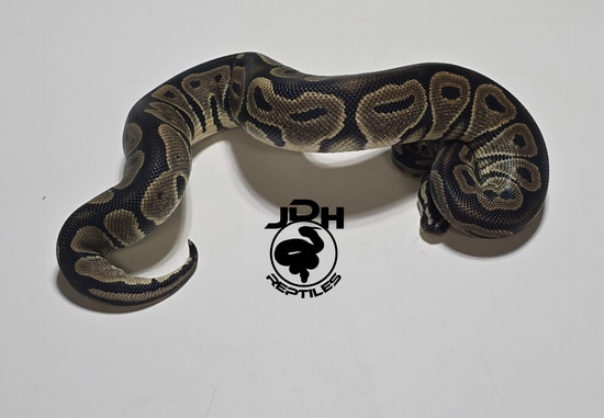 Lori VPI Axanthic Het G-Stripe Ball Python by JDH Reptiles