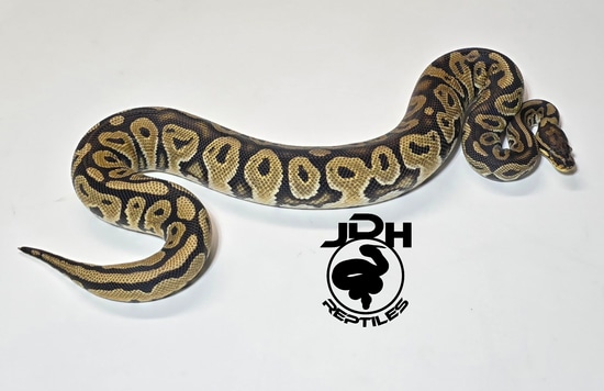 Lori Orange Dream Ball Python by JDH Reptiles