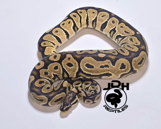 Lori Orange Dream Ball Python by JDH Reptiles