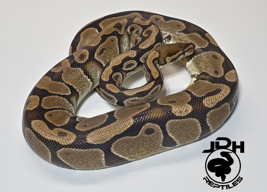100% Het Lavender Albino Pied (Dreamsicle) Ball Python by JDH Reptiles