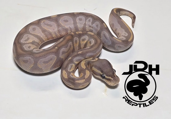 Pastel Coralglow Blackhead 66% Pos Het G-Stripe Ball Python by JDH Reptiles