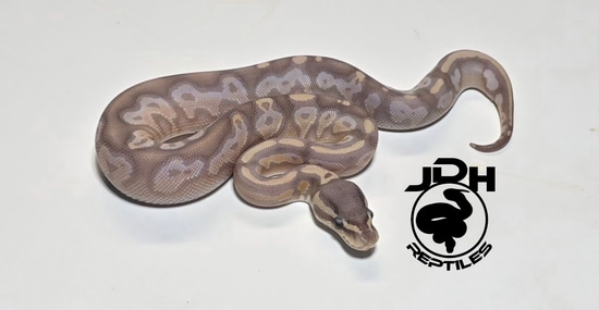 Pastel Coralglow Blackhead Lesser 66% Pos Het G-Stripe Ball Python by ...