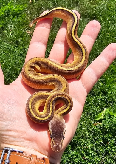 Pastel Blackhead G-Stripe Pos Het VPI Axanthic Ball Python by JDH Reptiles