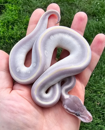Mystic Potion Yellowbelly Het Hypo/Clown *Pos Leopard Ball Python by ...