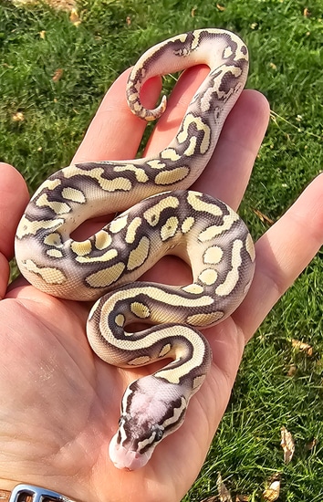 Pastel Yellowbelly Lesser White Lace Ball Python by JDH Reptiles