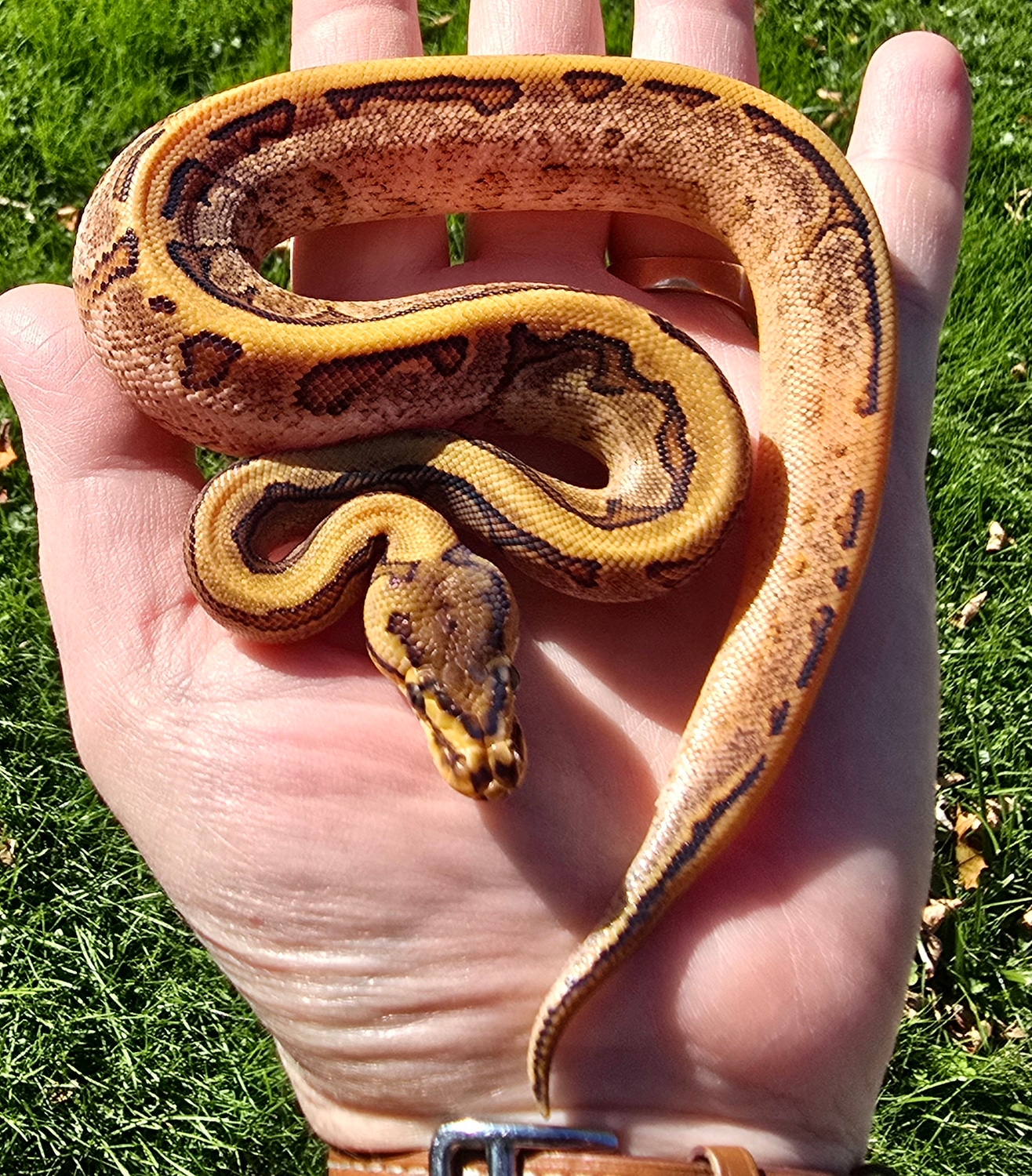Pinstripe Yellowbelly Calico Spotnose pos het Desert Ghost/Hypo
