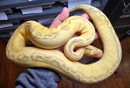Pastel Acid Blackhead Pinstripe Highway Ball Python by JDH Reptiles