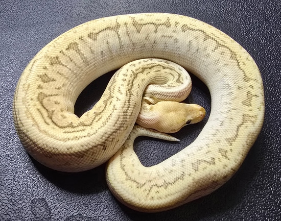 Super Pastel Bamboo Blackhead Pinstripe Het Desert Ghost Ball Python by ...