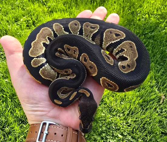 Super Blackhead 100% Het G-Stripe 66% Het VPI Axanthic Ball Python by ...