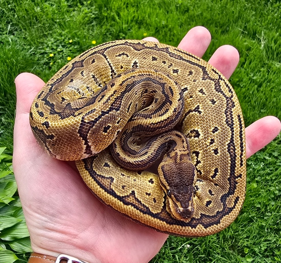 Pastel Blackhead Pinstripe 100% Het Desert Ghost Ball Python by JDH ...