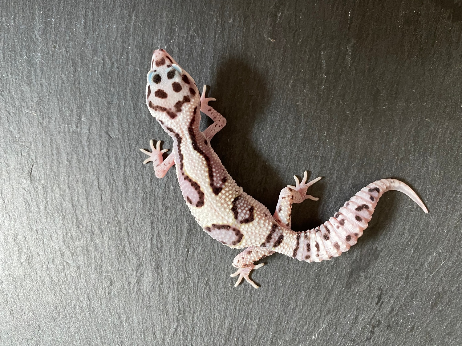 Gem Snow Leopard Gecko by STL_Geckos - MorphMarket