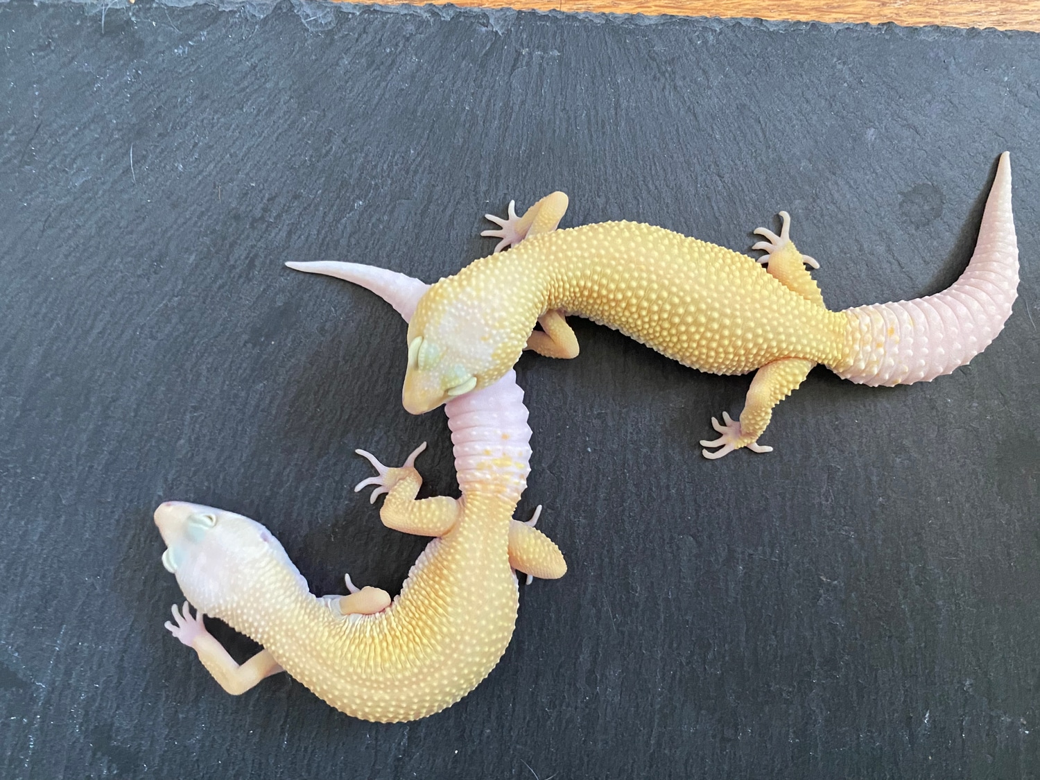 1.1. Rainwater Murphy’s Patternless P.het. Eclipse, P. Snow Leopard ...