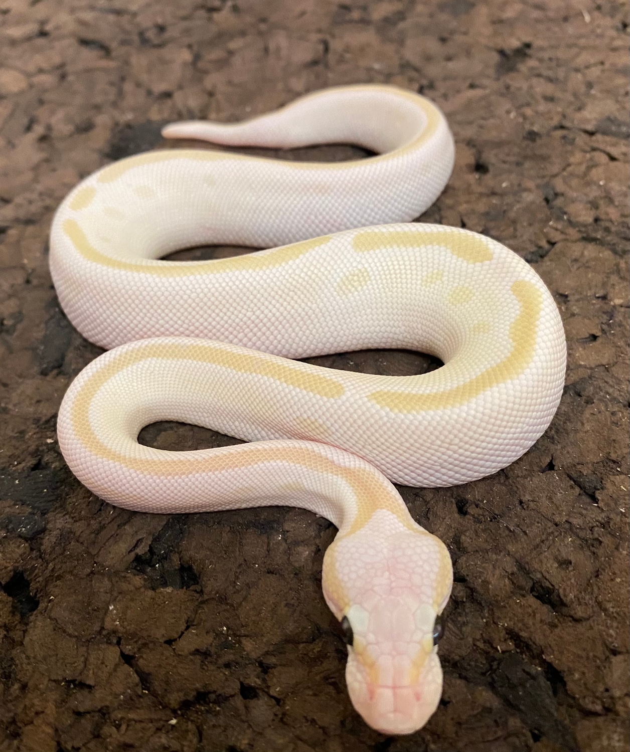 Karma Highway Ball Python by James killey - MorphMarket