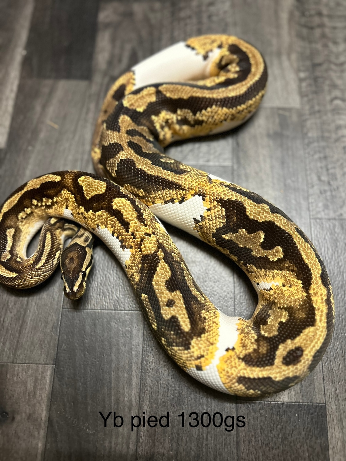 Yellow Belly Pied Ball Python by James killey - MorphMarket