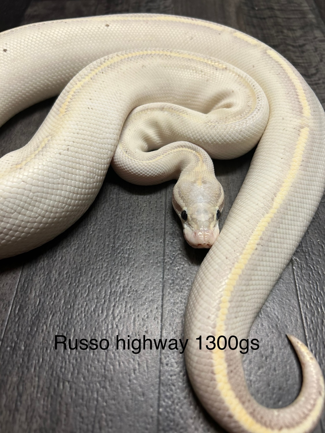 Russo Highway Ball Python by James killey - MorphMarket