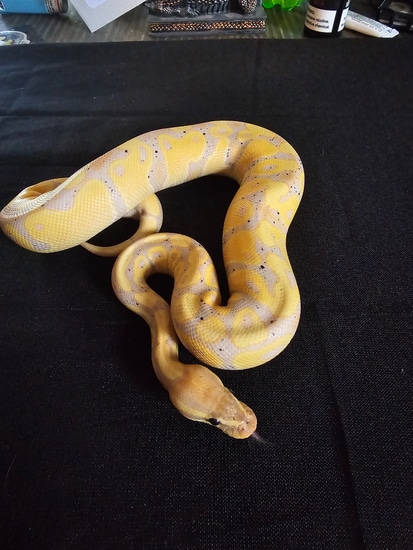 Coral Glow Ball Python by Ruby King Reptiles