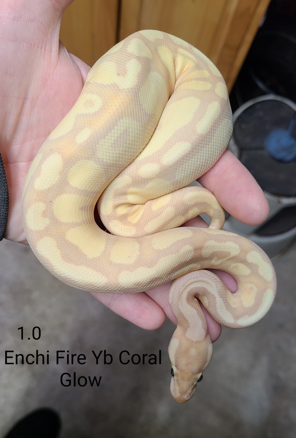 Enchi Fire Yellowbelly Coral Glow Ball Python by Flatland Exotics ...