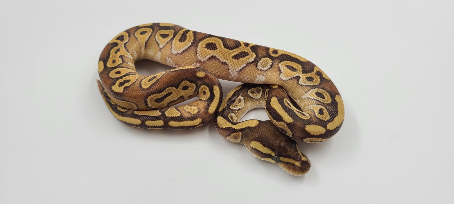 Enchi Black Pastel Mojave Poss Citron Ball Python by Flatland Exotics ...