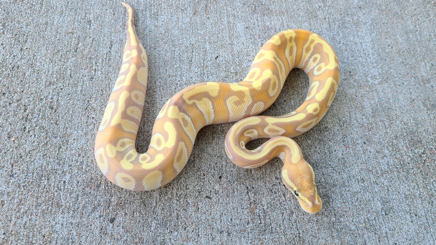 Enchi Mojave Coral Glow Citron Ball Python by Flatland Exotics ...