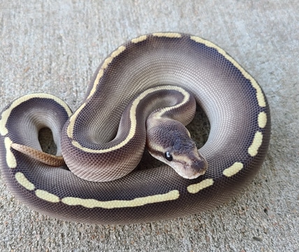 Black Pastel Mojave Coral Glow Possible Chocolate Ball Python by ...