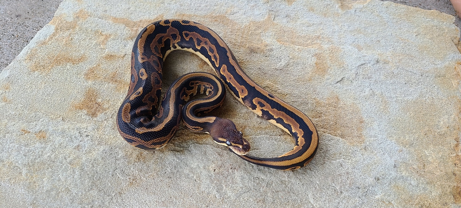 Black Pastel Leopard Ball Python by Flatland Exotics - MorphMarket