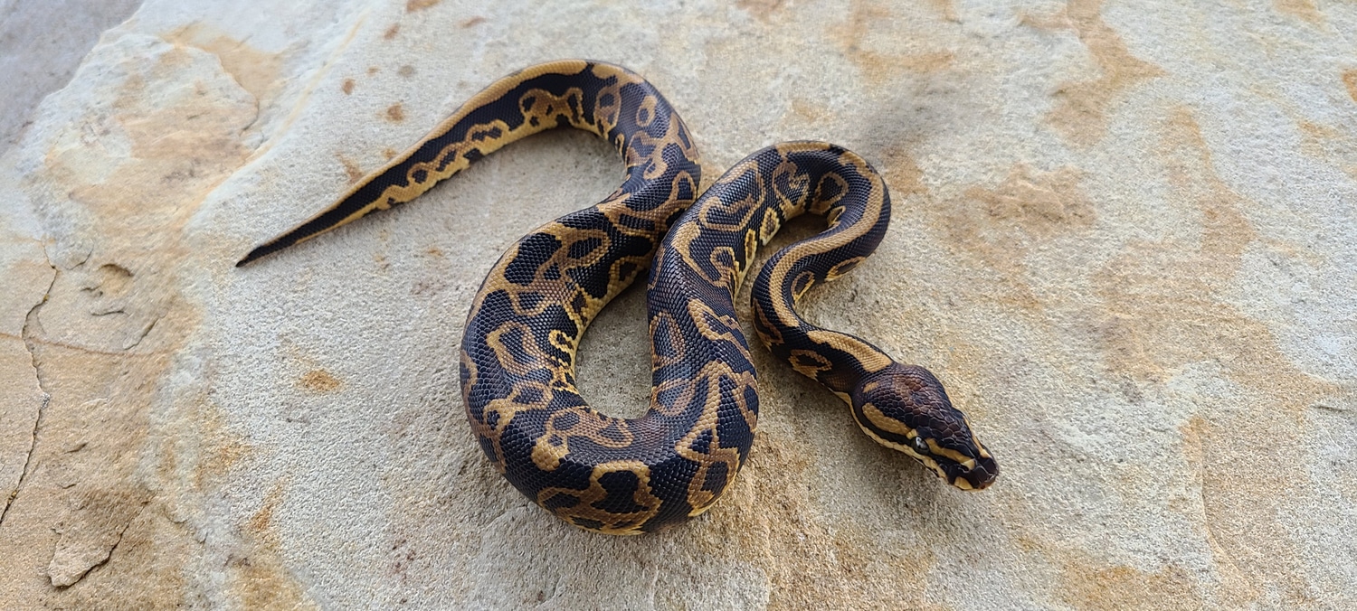 Black Pastel Leopard Ghi Ball Python by Flatland Exotics - MorphMarket