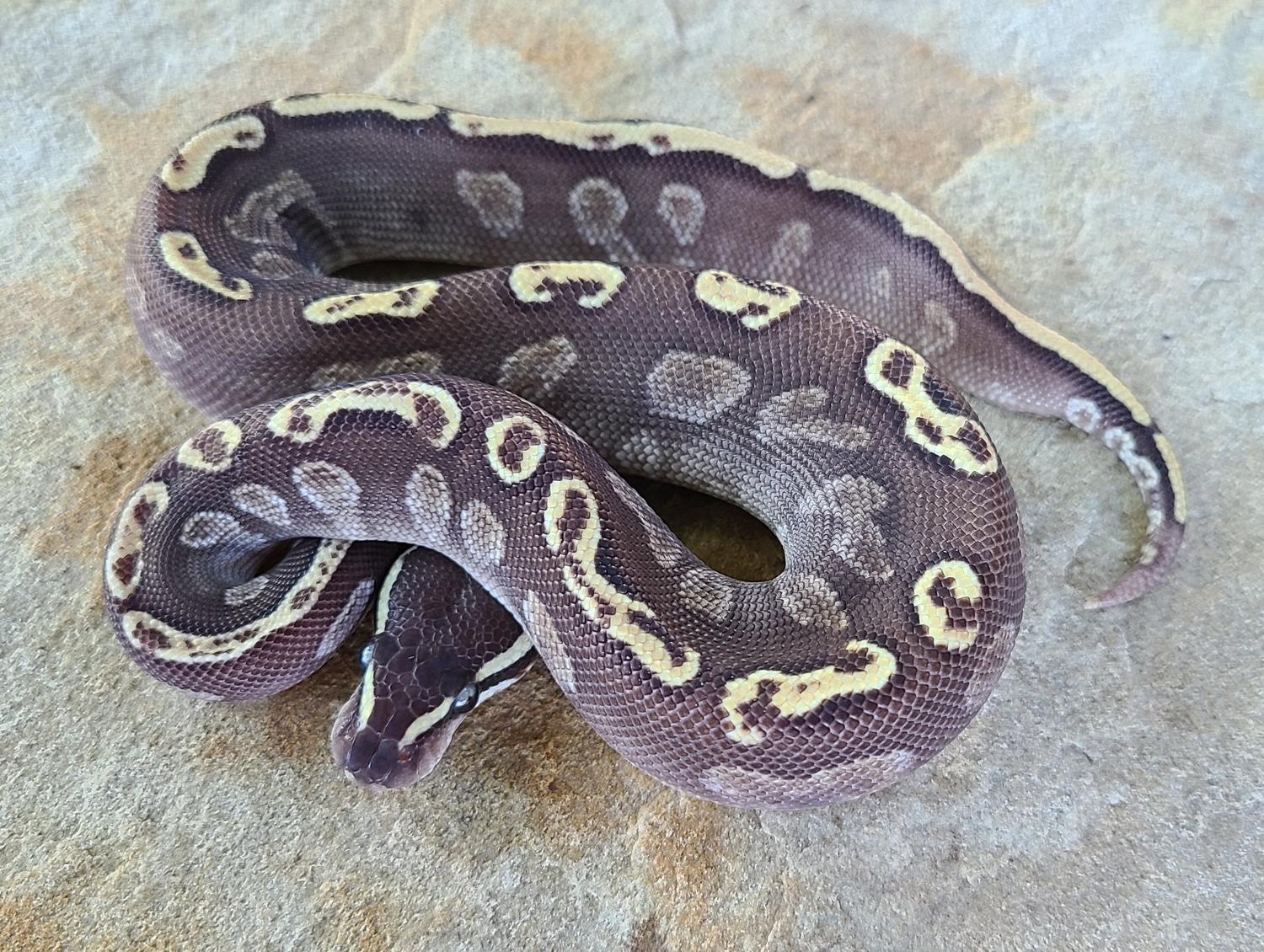 Black Pastel Ghi Mojave Ball Python by Flatland Exotics - MorphMarket