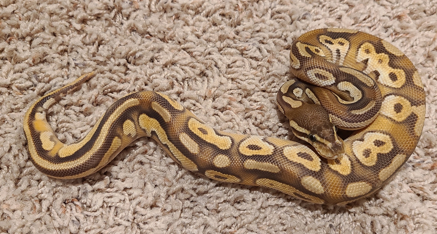 Black Pastel Enchi Mojave Ball Python by Flatland Exotics - MorphMarket