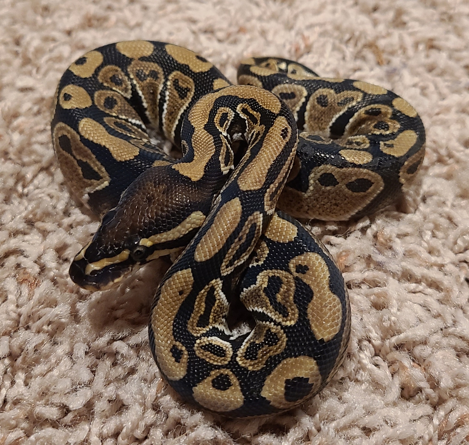 Het Lavender 66% Het Pied Ball Python by Flatland Exotics - MorphMarket