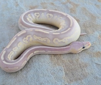 Black Pastel Mojave Coral Glow Possible Chocolate Ball Python by Flatland Exotics - MorphMarket