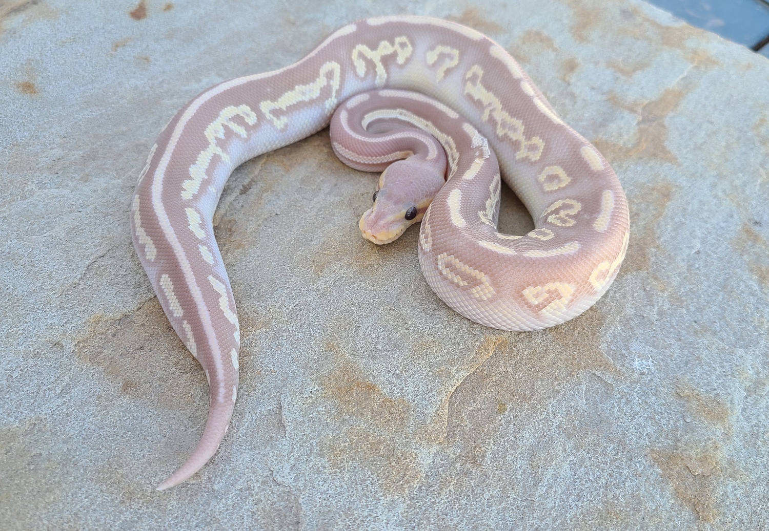 Black Pastel Mojave Coral Glow Possible Chocolate Ball Python by ...