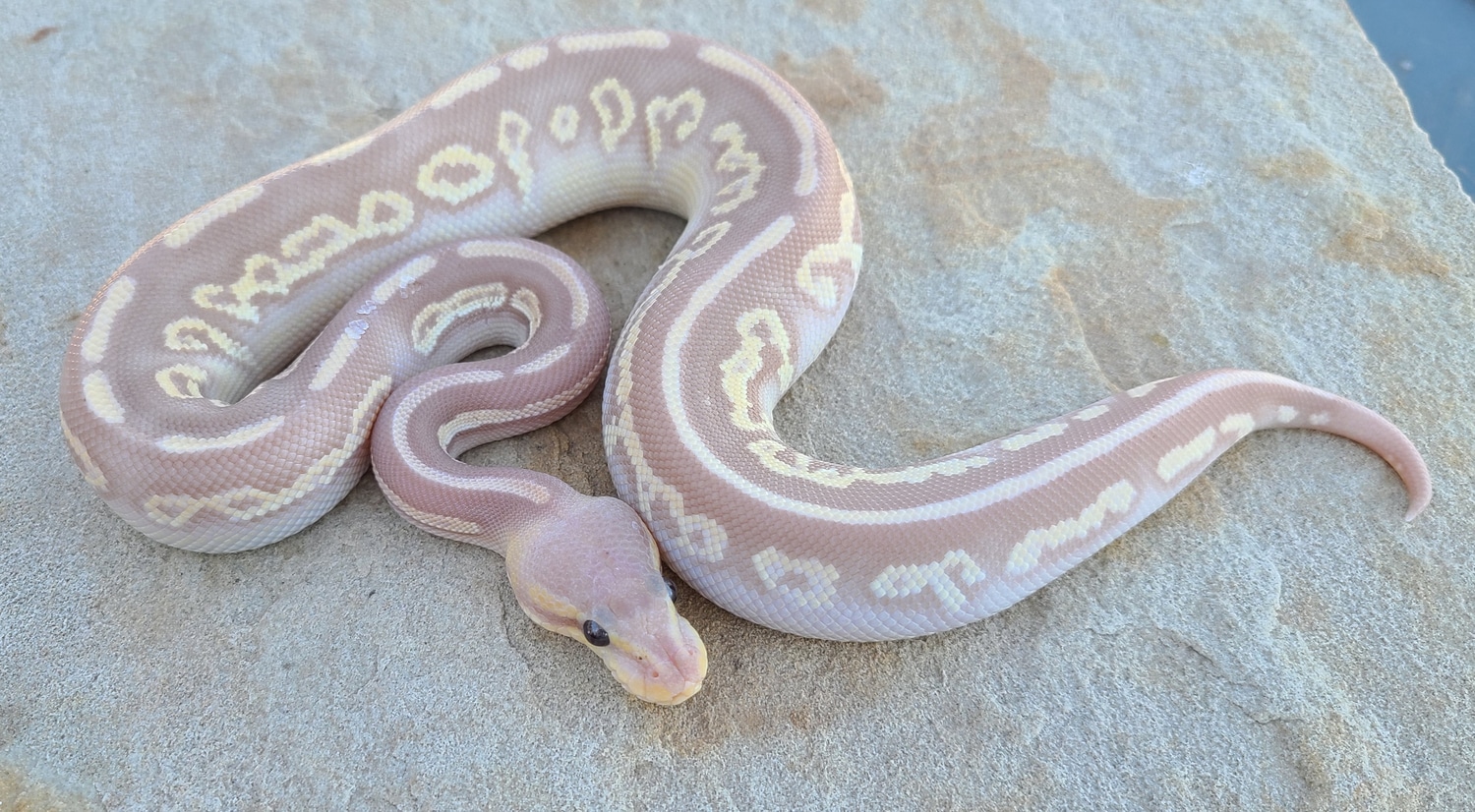 Black Pastel Mojave Coral Glow Possible Chocolate Ball Python by ...