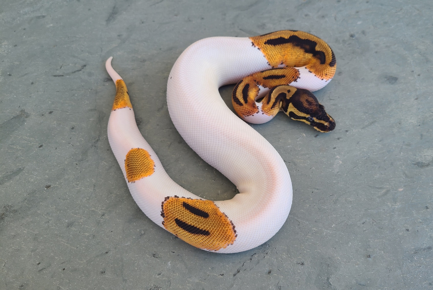 Orange Dream Pied 50% Het Lavender Ball Python by Flatland Exotics ...
