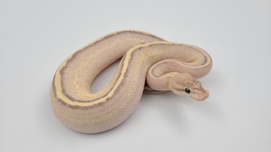 Fire Mojave Leopard Puma 50% Het Pied Poss Mojave Ball Python by Flatland Exotics