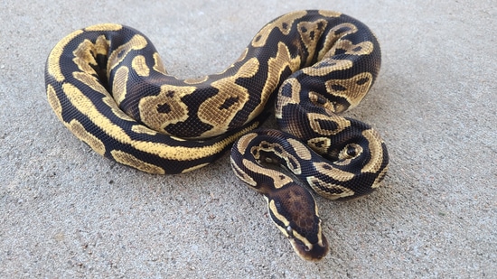 Orange Dream Yellowbelly 66% Het Pied 50% Het Lavender Ball Python by ...