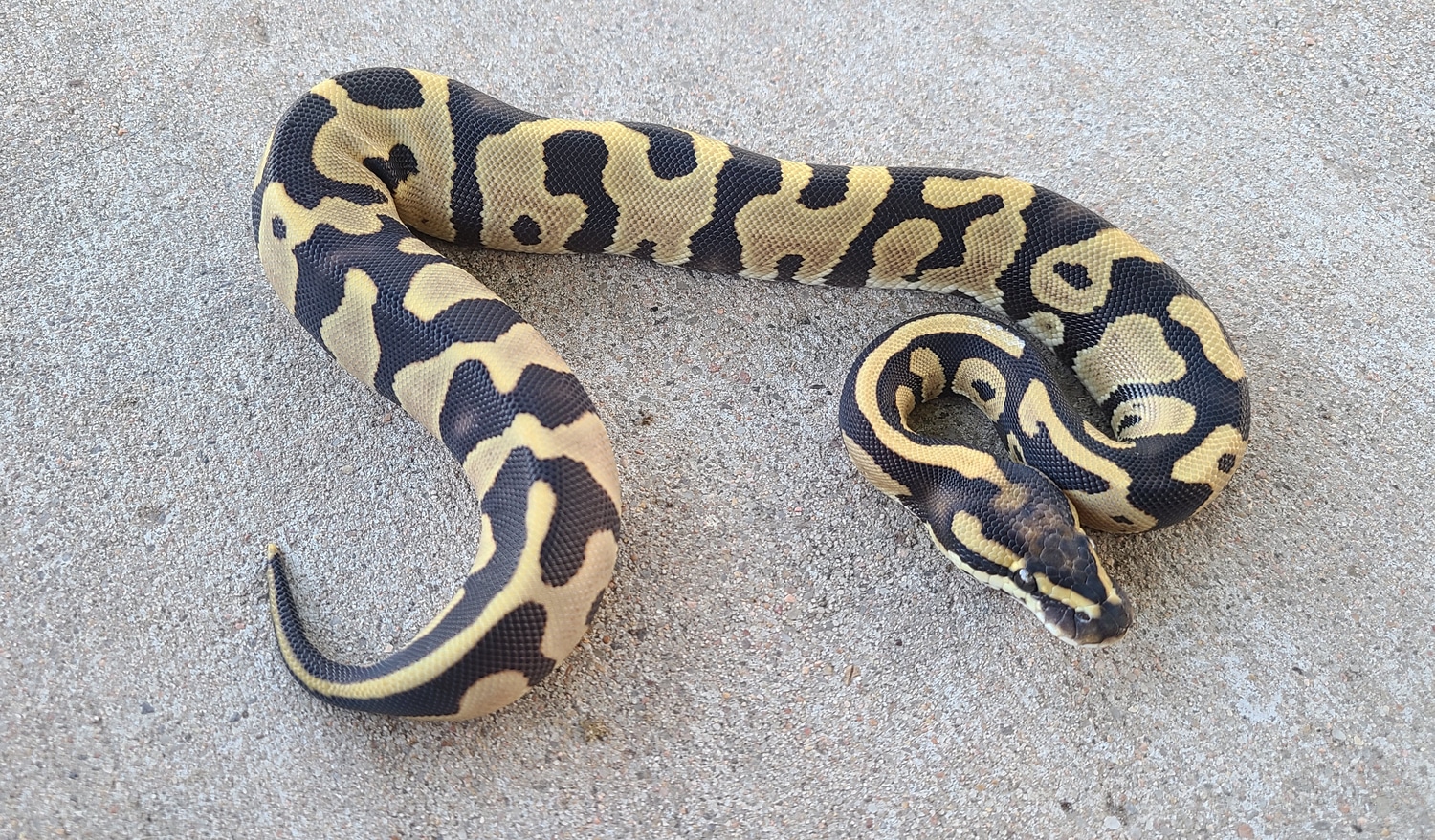 Leopard Desert Ghost 50% Het Clown Ball Python by Flatland Exotics ...