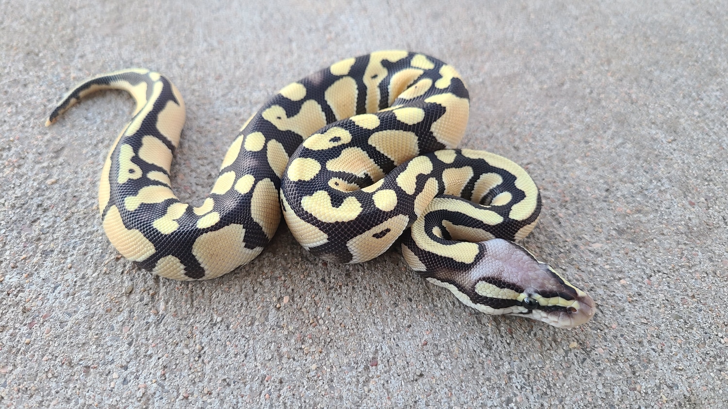 Pastel Desert Ghost 50 % Het Clown Ball Python by Flatland Exotics ...