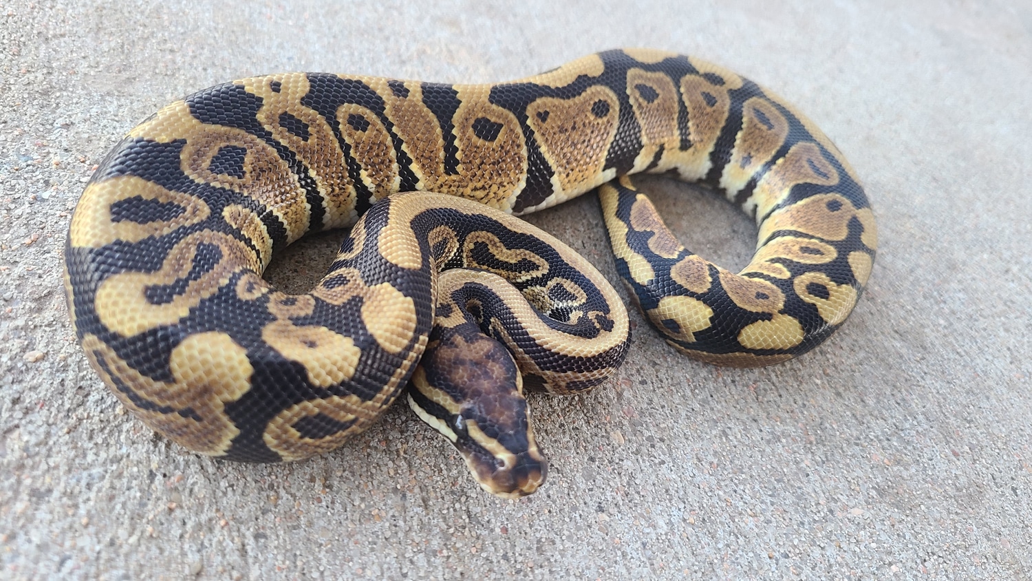 Spotnose Het Desert Ghost 50% Het Clown Ball Python by Flatland Exotics ...