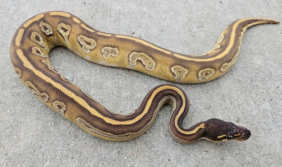 Black Head Mojave Enchi Red Gene Ringer Gene Ball Python by Flatland ...