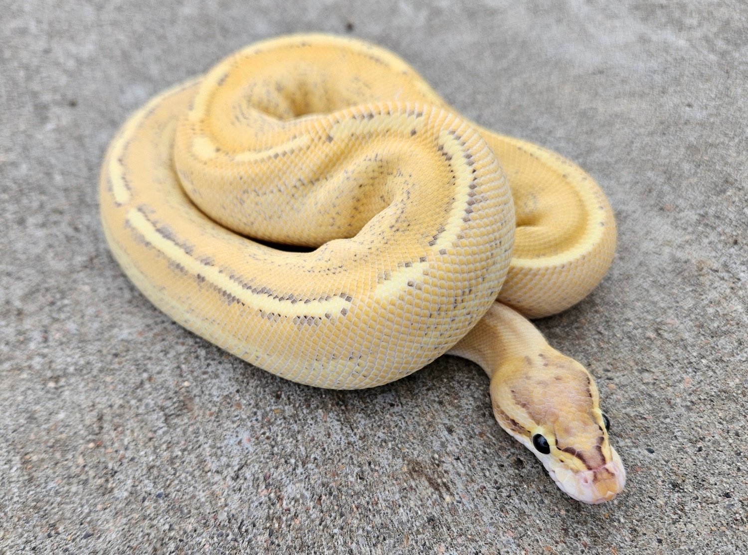 Puma Ball Python by Flatland Exotics - MorphMarket