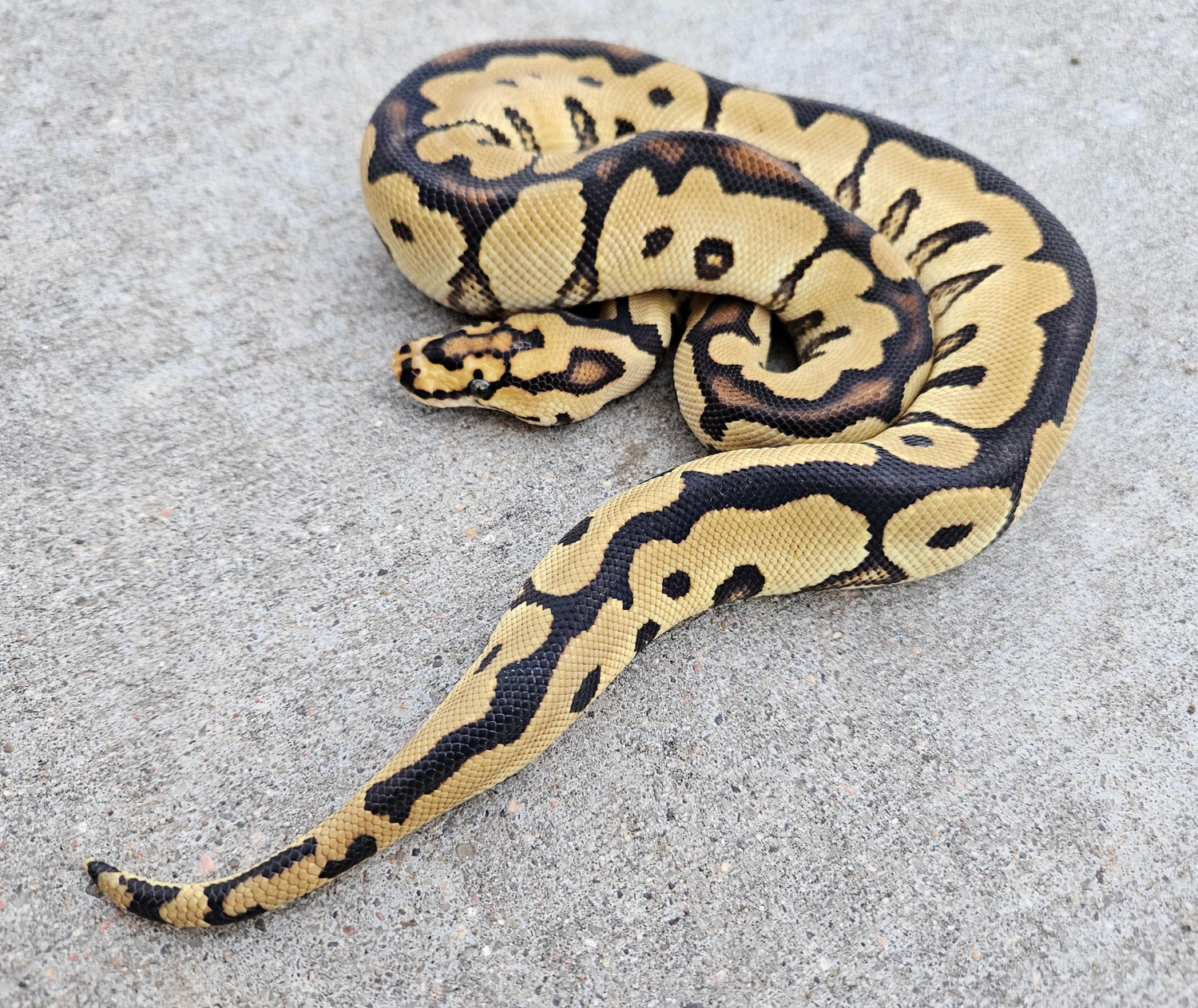 Spotnose Clown Ball Python by Flatland Exotics - MorphMarket