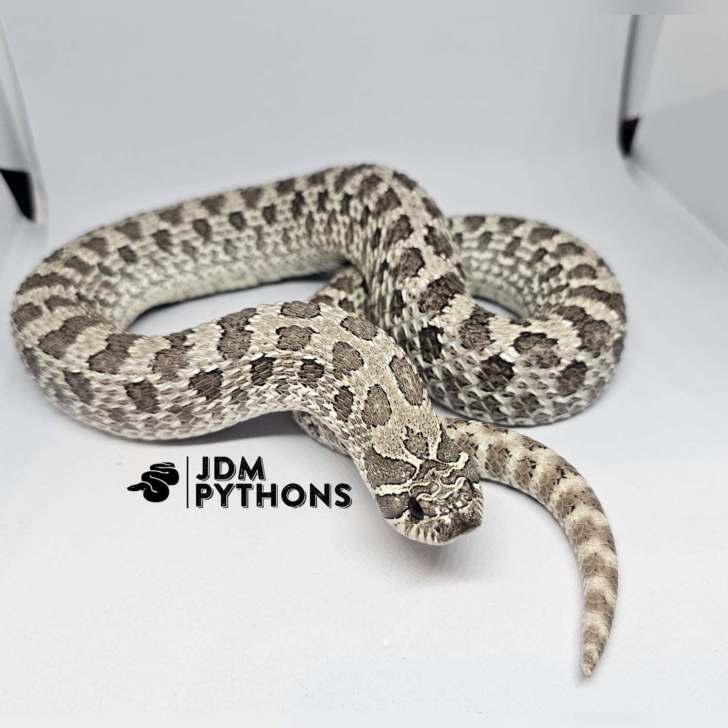 JDM Morphs's Collection - MorphMarket